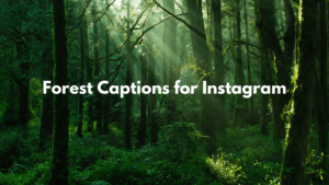 250+ Forest captions for Instagram with Hashtags & Emojis - The Touring ...